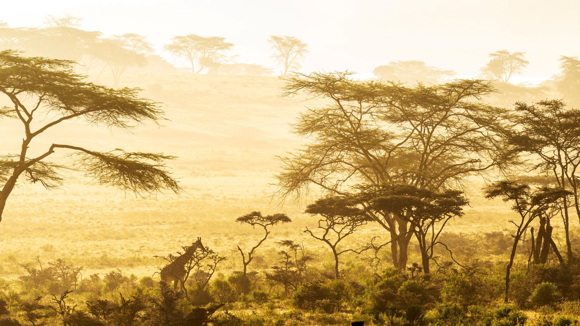 World Rally Championship: African adventure awaits at the Safari Rally ...