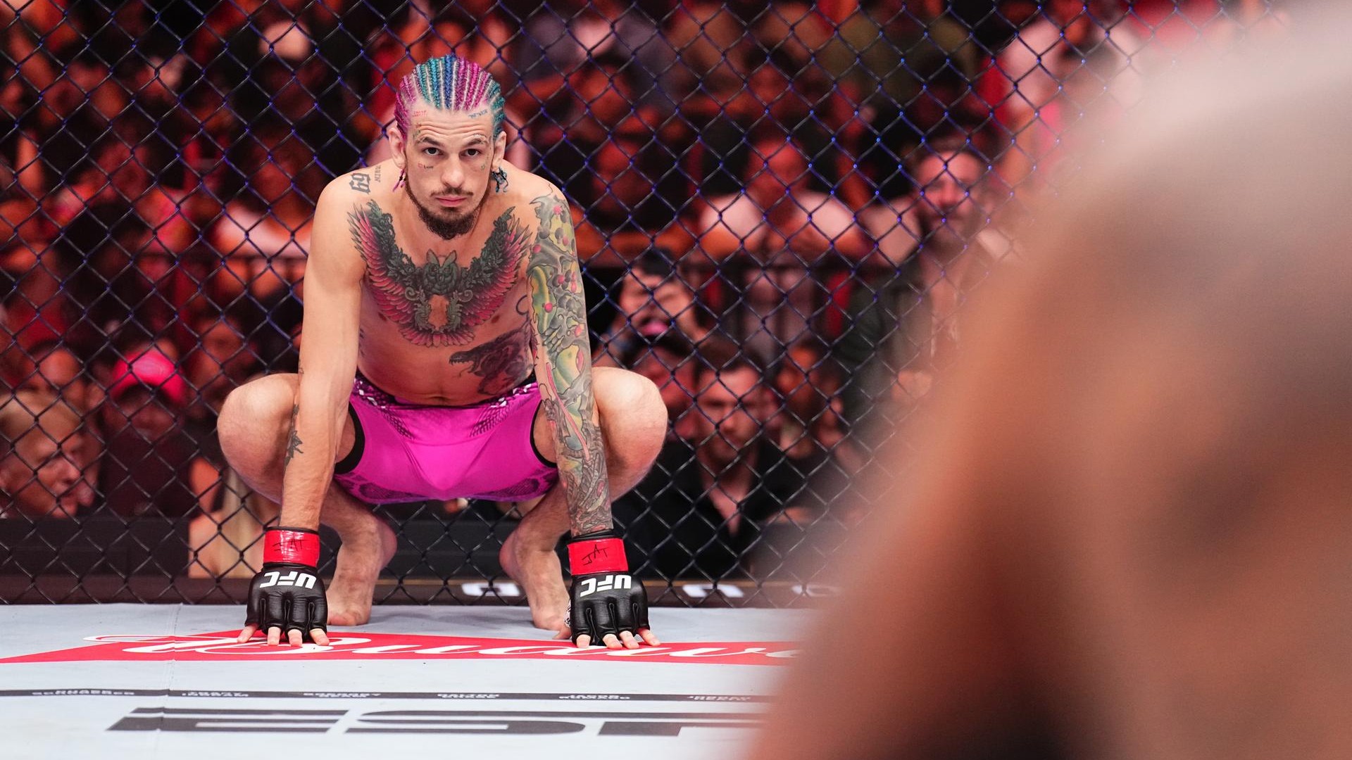 UFC 306: O'Malley vs. Dvalishvili live im TV und LIVE-STREAM sehen ...