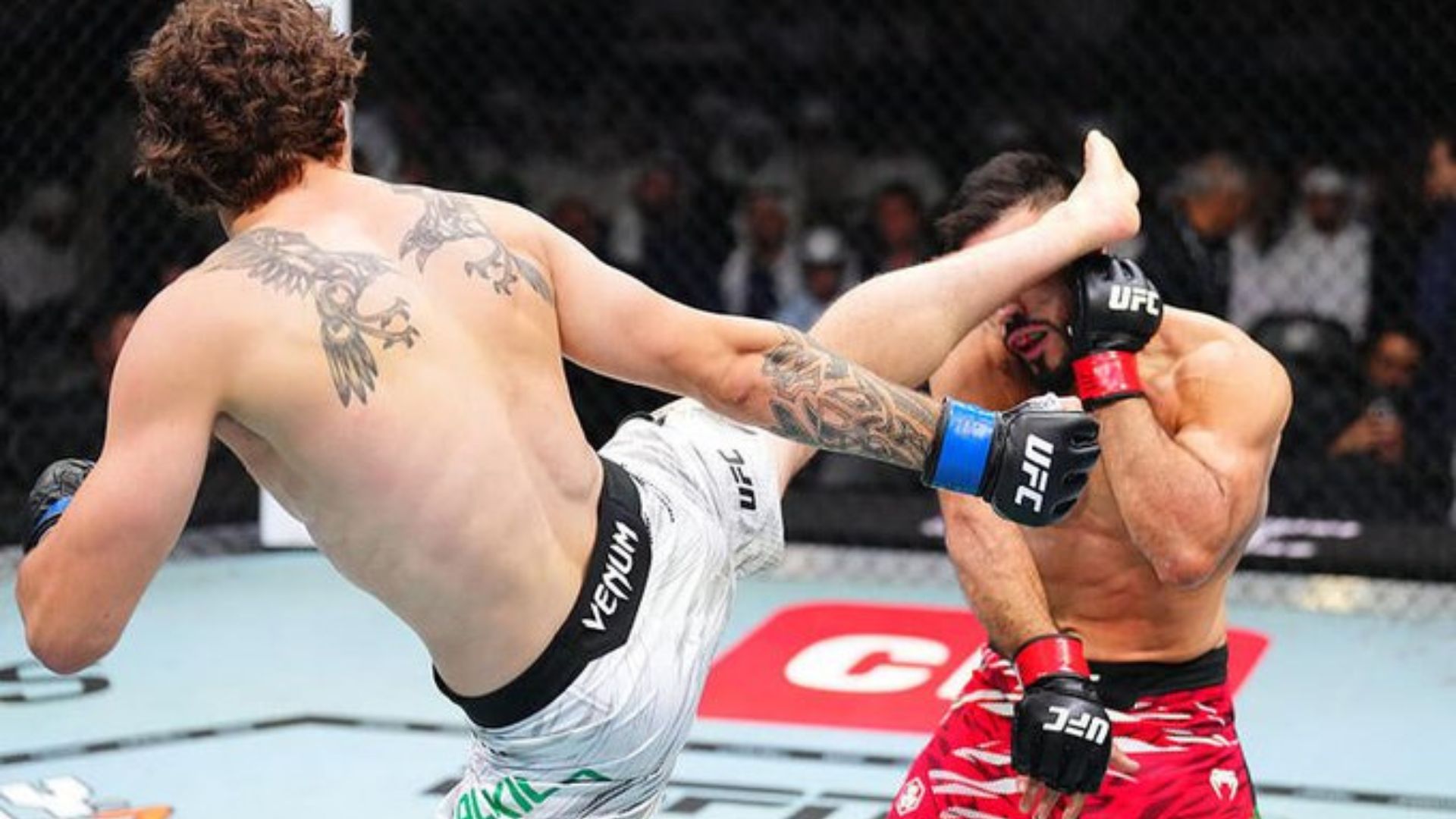 El KO más devastador del año en la UFC: Quillan Salkilld destroza a ...