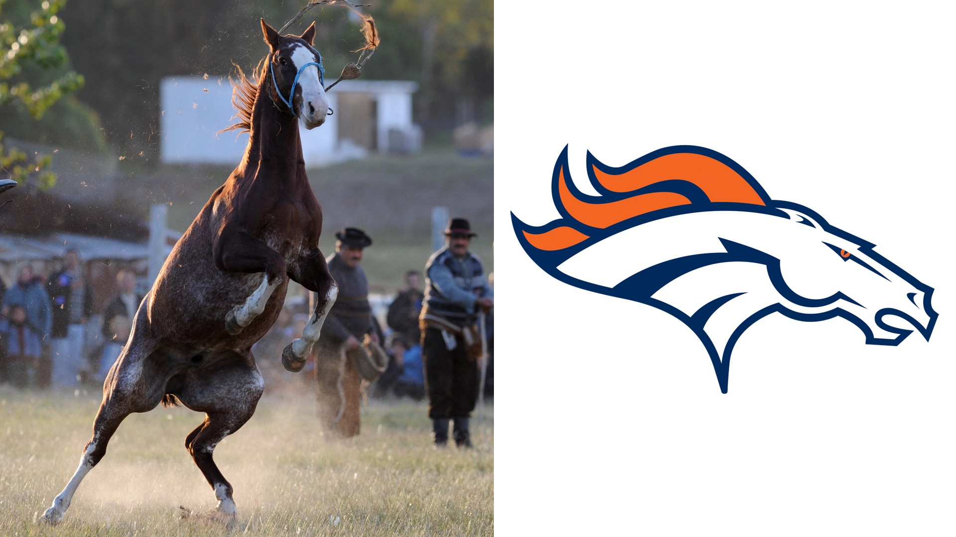 NFL animal power rankings: Ferocious felines or angry birds? | Sporting ...