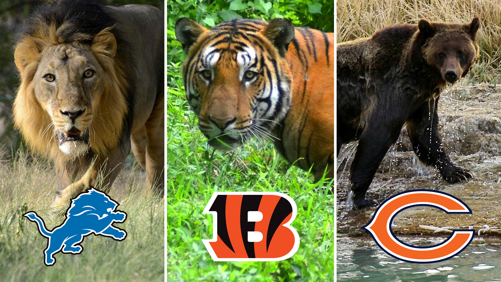 NFL animal power rankings: Ferocious felines or angry birds? | Sporting ...