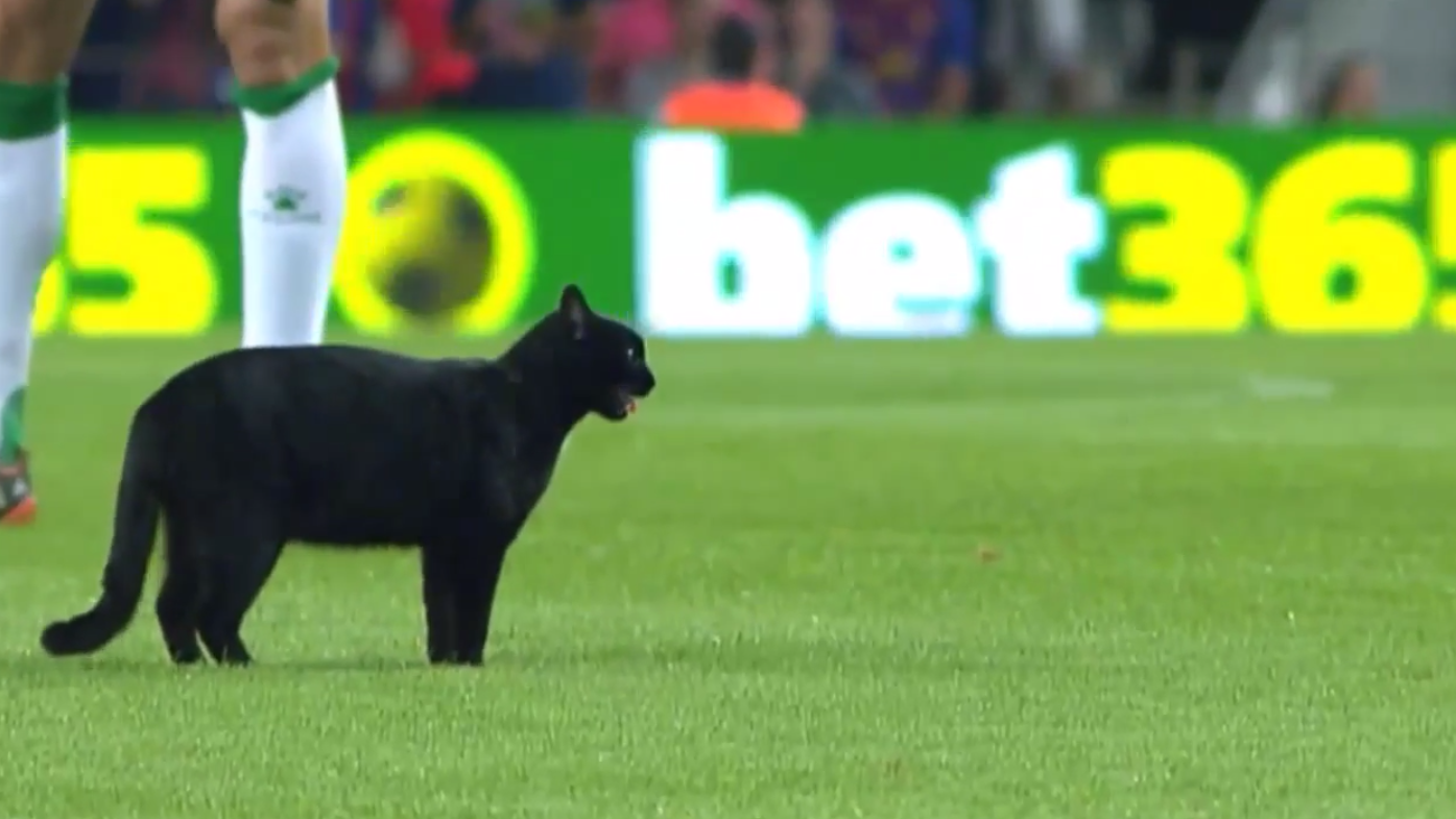 Black cat invades pitch at Barcelona's first match | Sporting News