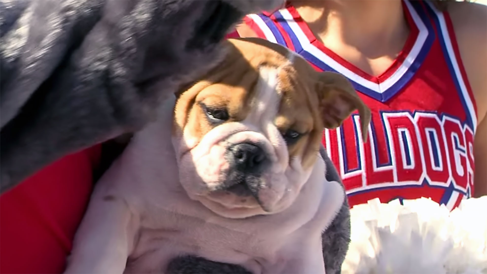 Fresno State introduces most adorable new bulldog mascot | Sporting News